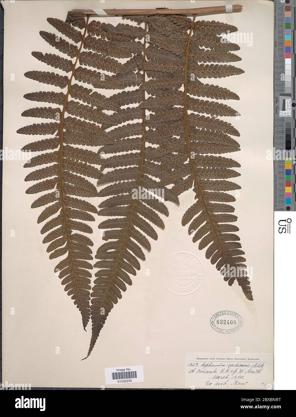 Expansum hi-res stock photography and images - Alamy