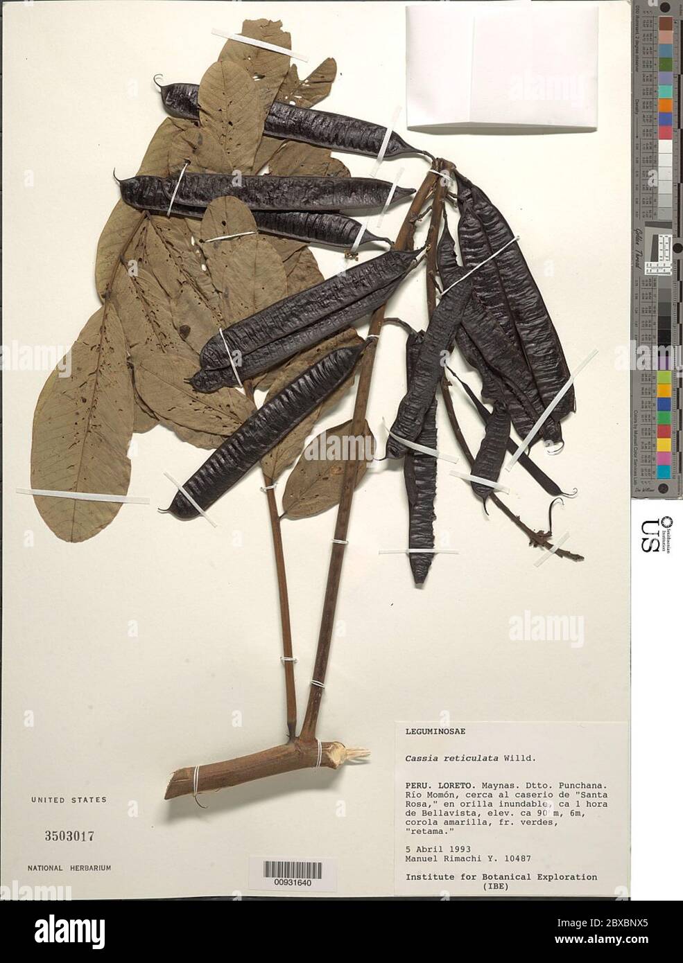 Senna reticulata hi-res stock photography and images - Alamy