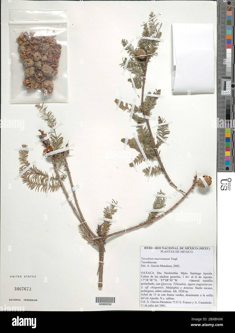 Taxodium mucronatum Ten Taxodium mucronatum Ten Stock Photo - Alamy