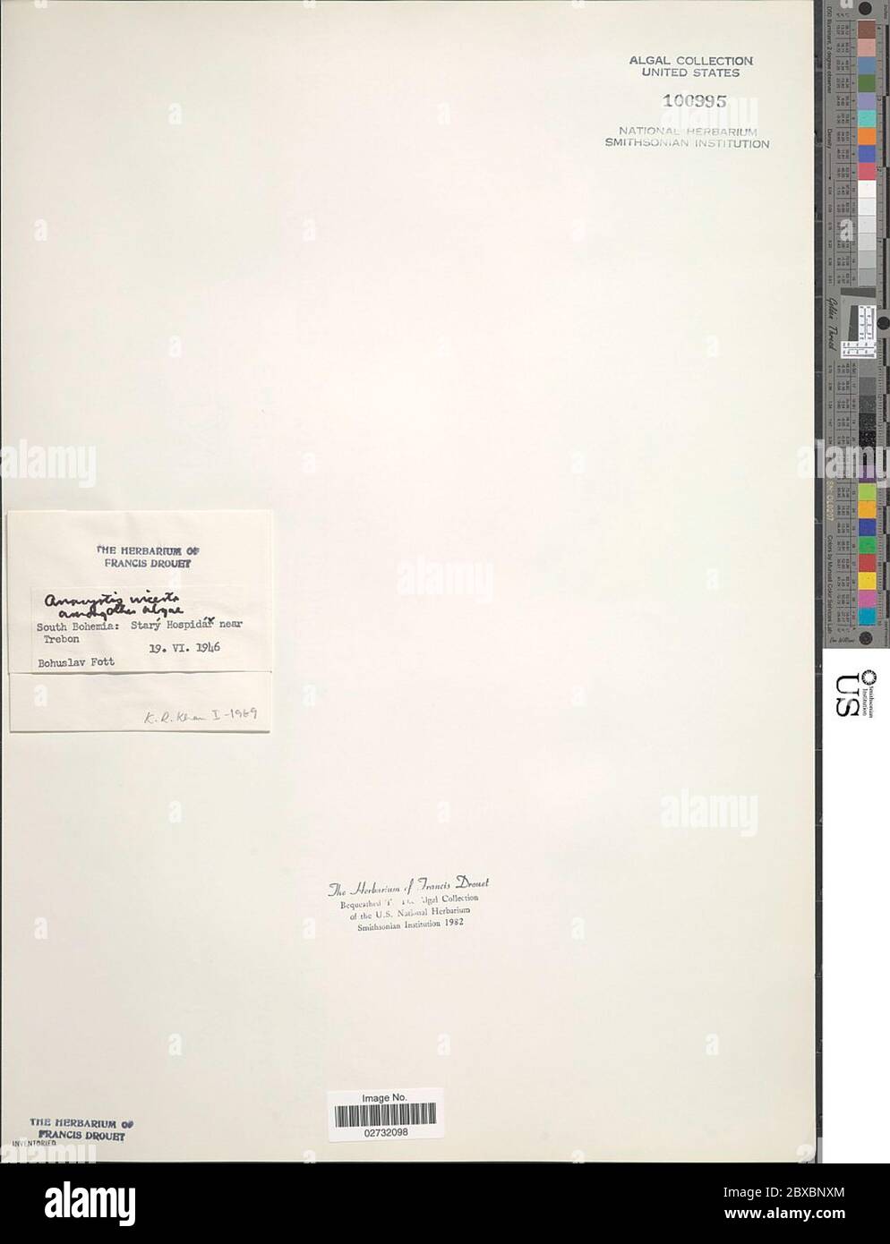 Anacystis incerta Anacystis incerta Stock Photo - Alamy