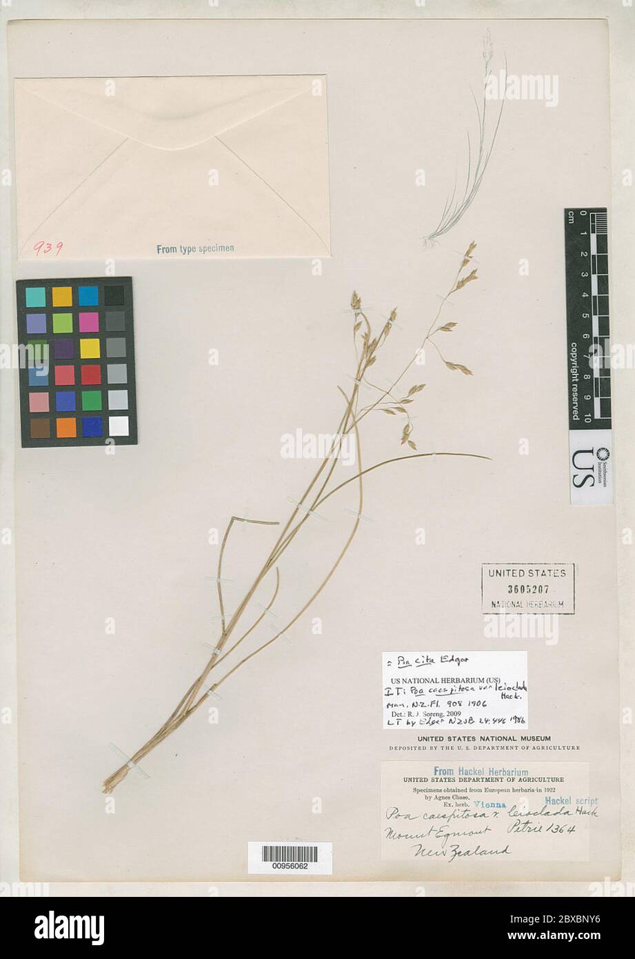 Poa leioclada hi-res stock photography and images - Alamy