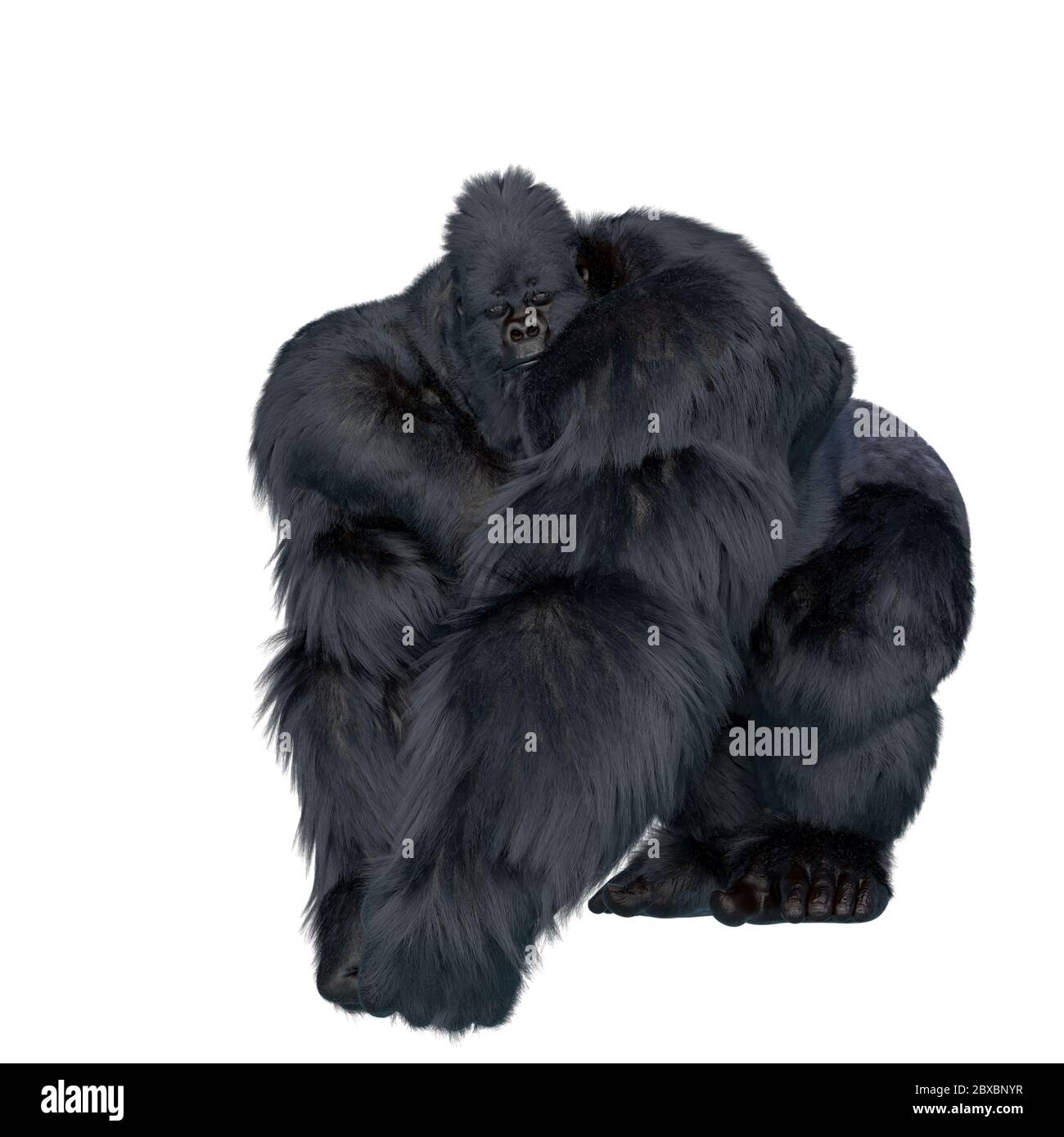 super gorilla idle side view. This giant beast in clipping path is very ...