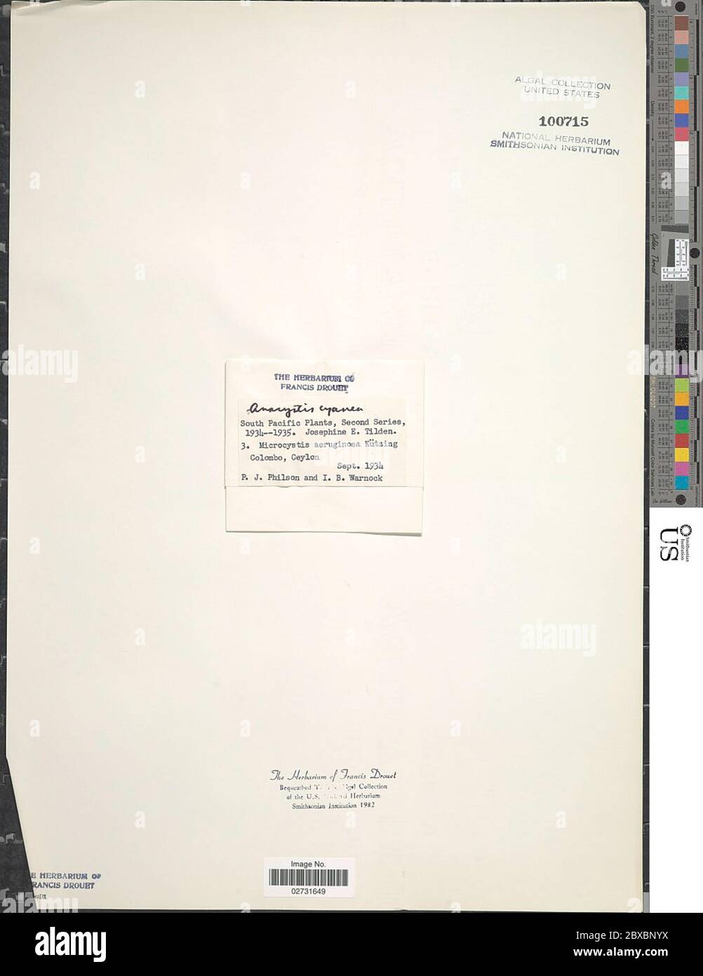 Anacystis cyanea Anacystis cyanea Stock Photo - Alamy