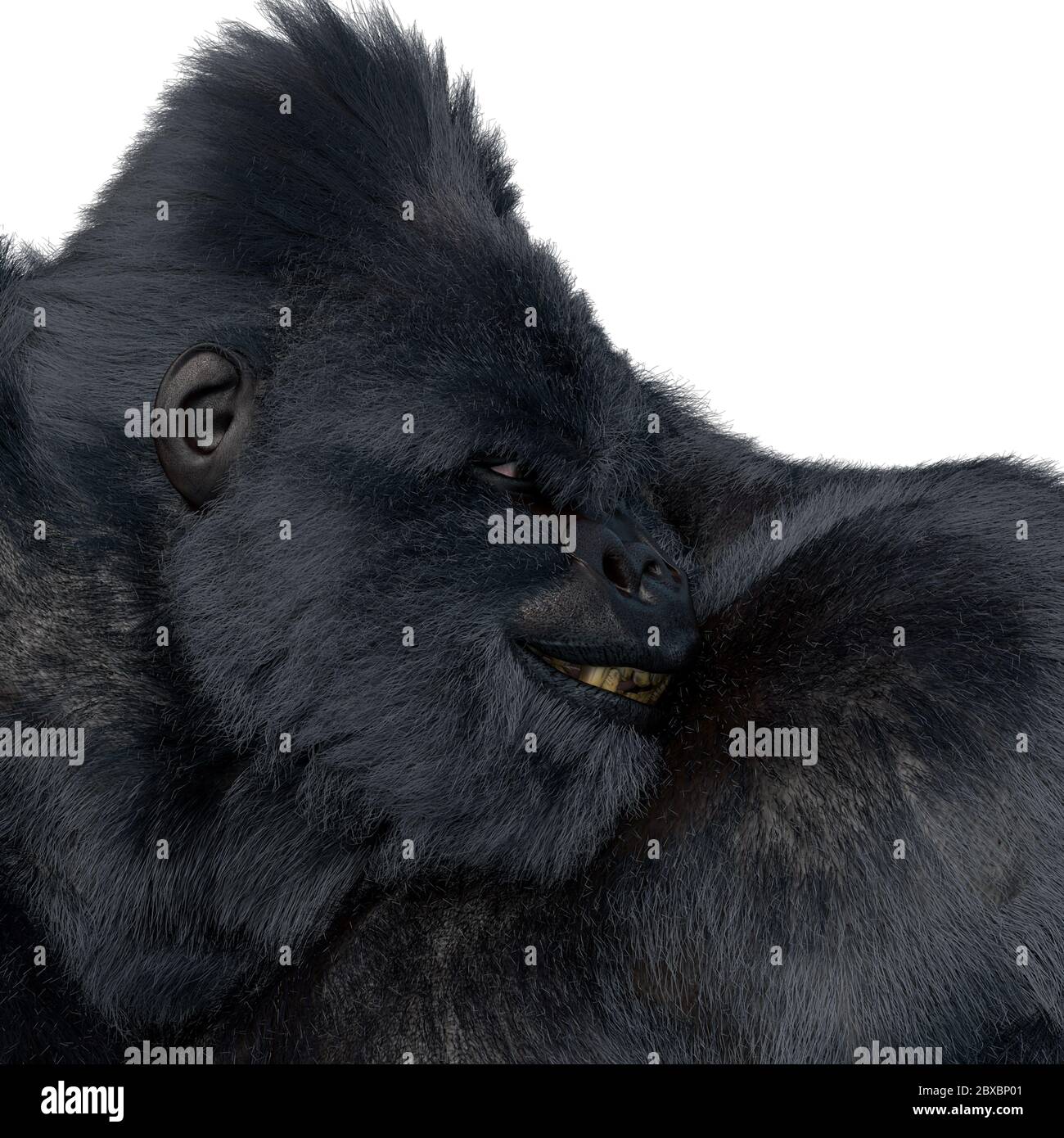 super gorilla is watching close up. This giant beast in clipping path ...
