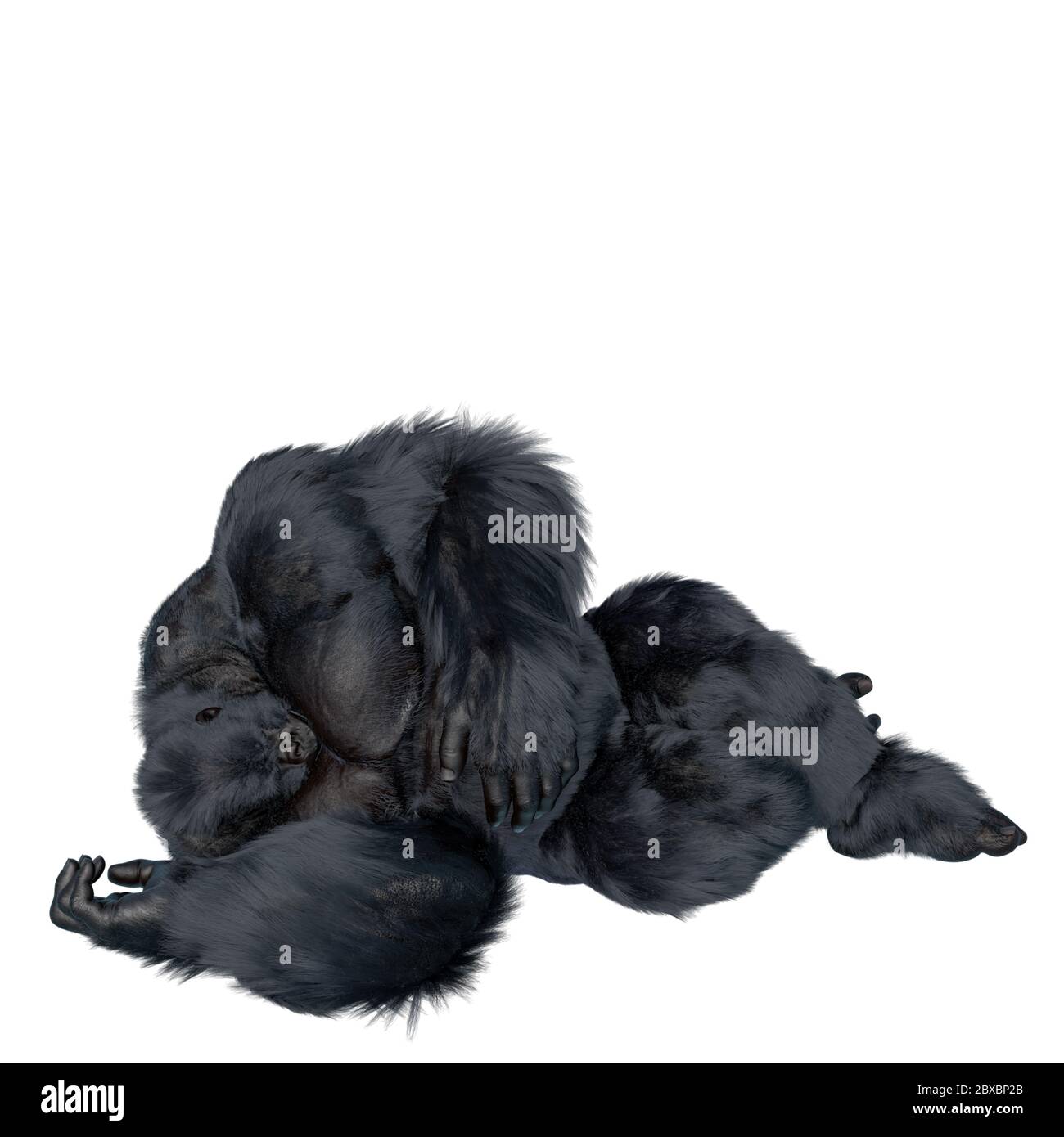 super gorilla sleeping. This giant beast in clipping path is very ...