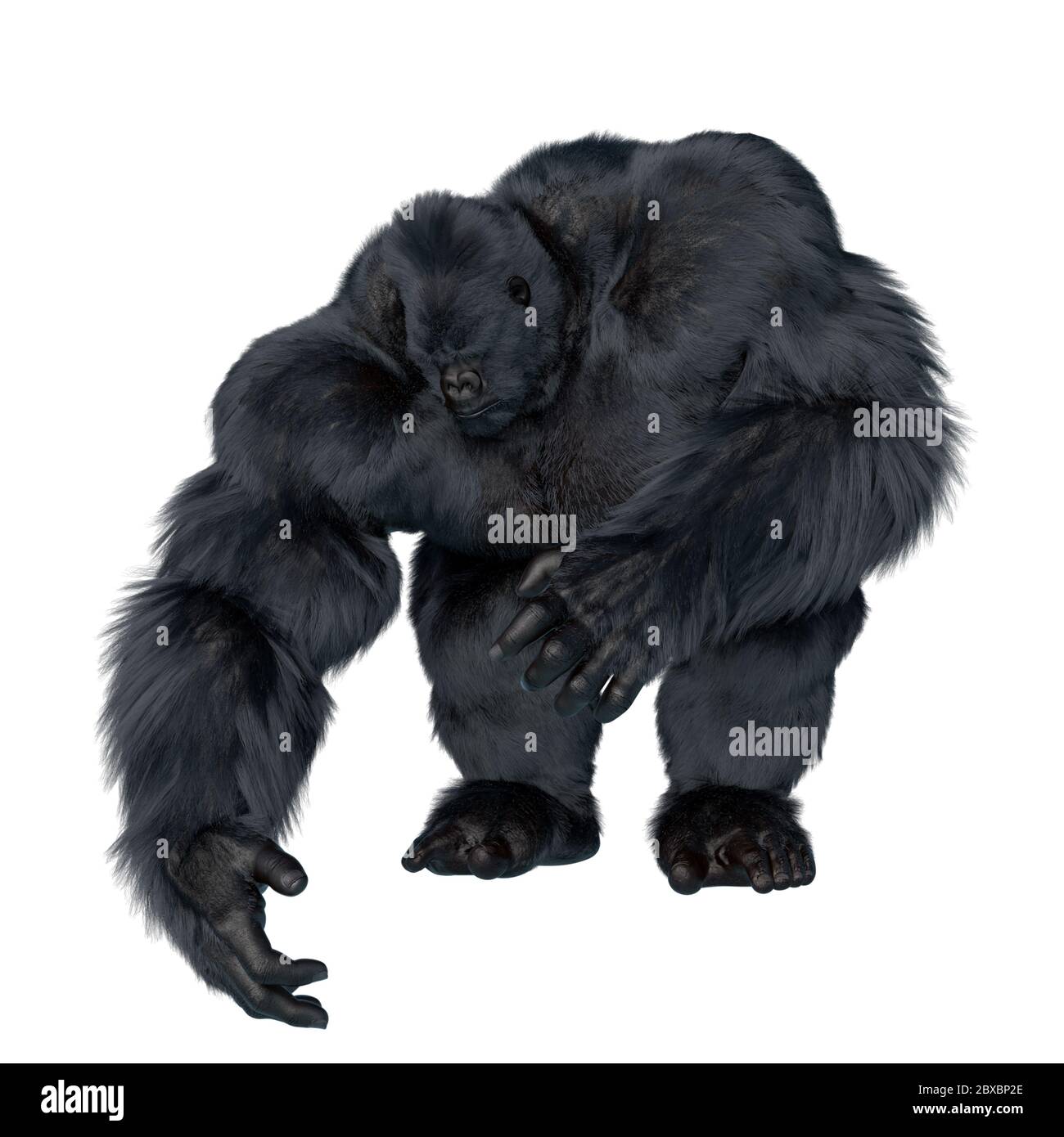 super gorilla picking up something. This giant beast in clipping path ...