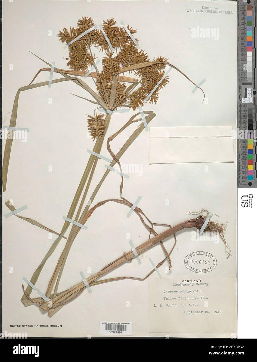 Cyperus strigosus L Cyperus strigosus L Stock Photo - Alamy