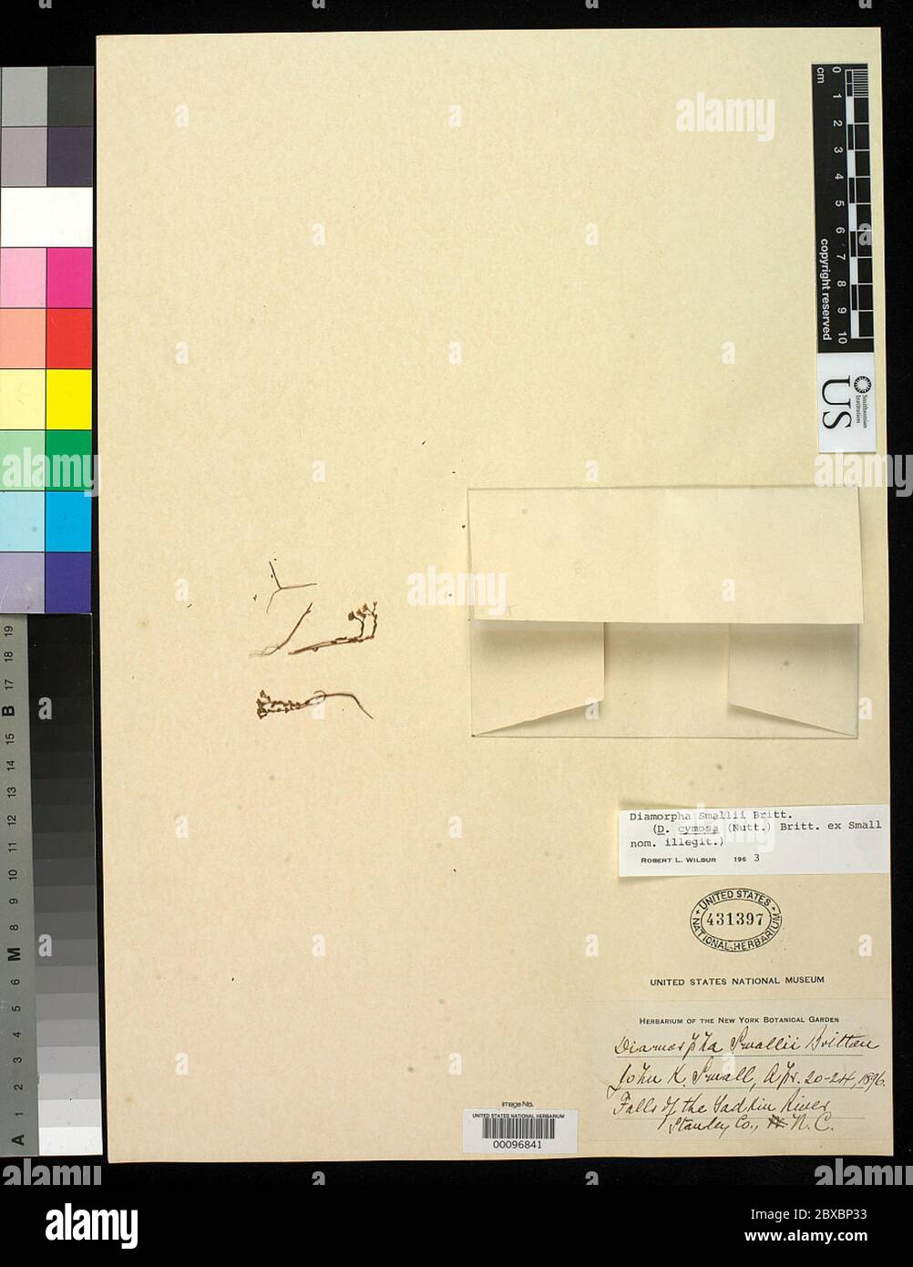 Diamorpha hi-res stock photography and images - Alamy