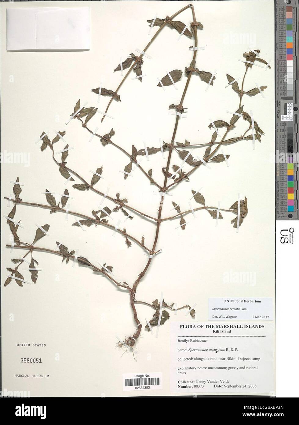 Spermacoce remota Lam Spermacoce remota Lam Stock Photo - Alamy