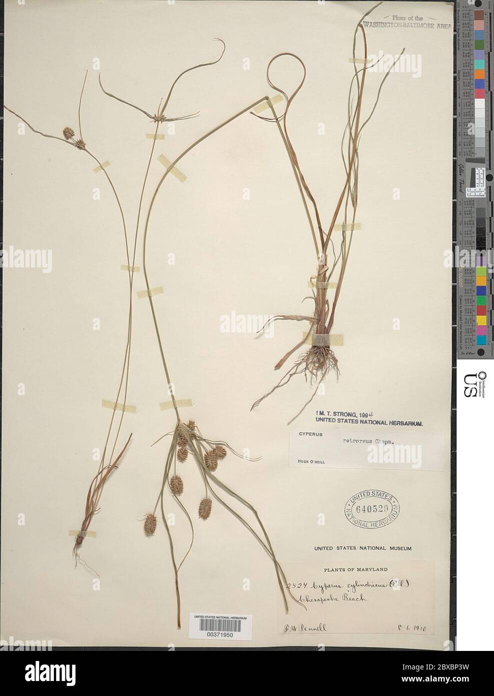 Cyperus retrorsus Chapm Cyperus retrorsus Chapm Stock Photo - Alamy