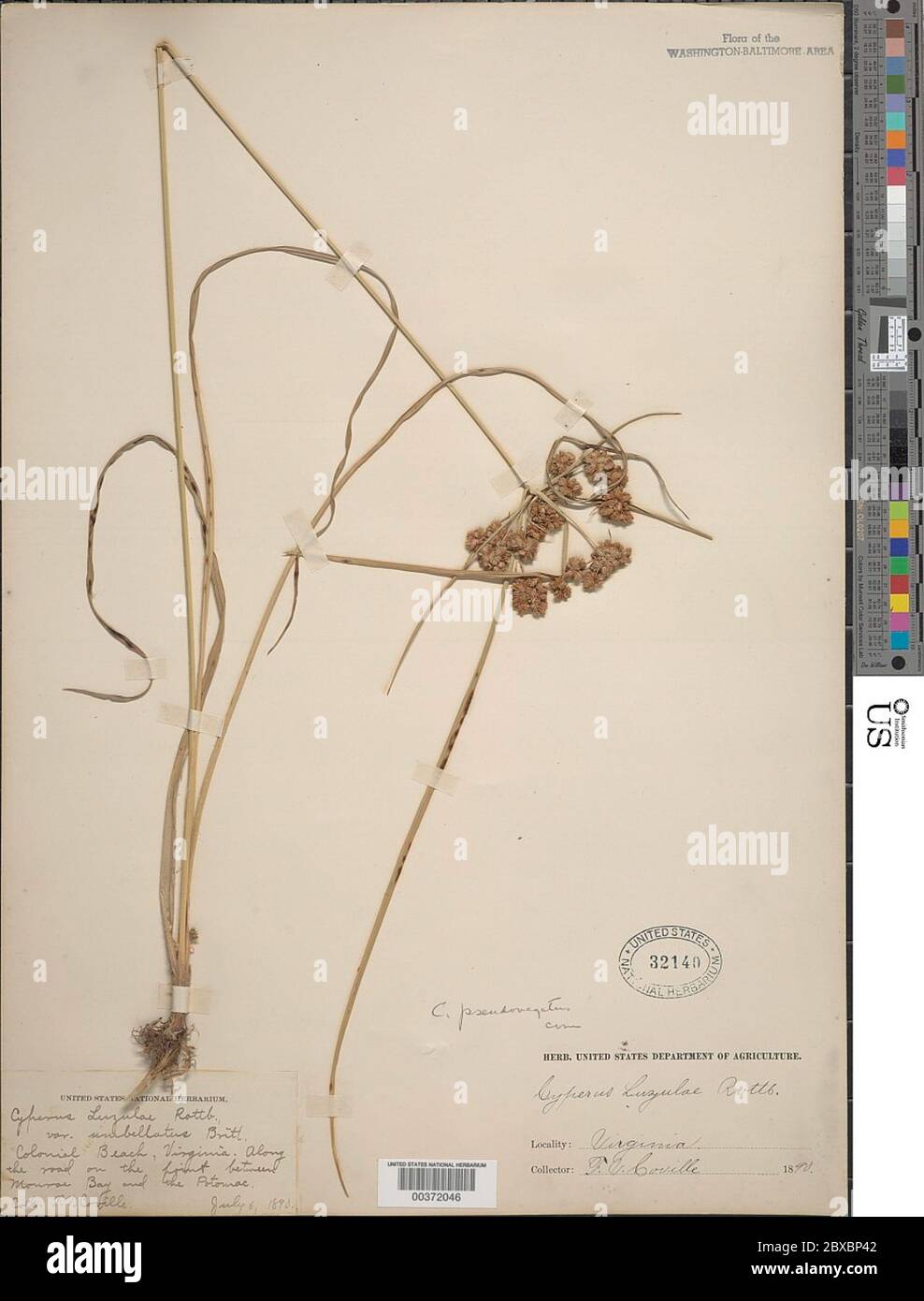 Cyperus pseudovegetus Steud Cyperus pseudovegetus Steud Stock Photo - Alamy