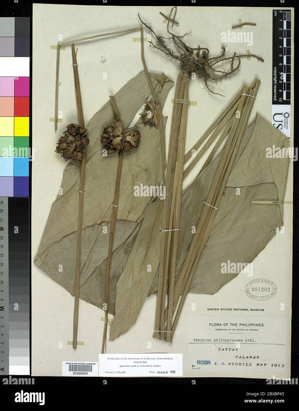 Phrynium philippinense Phrynium philippinense Stock Photo - Alamy