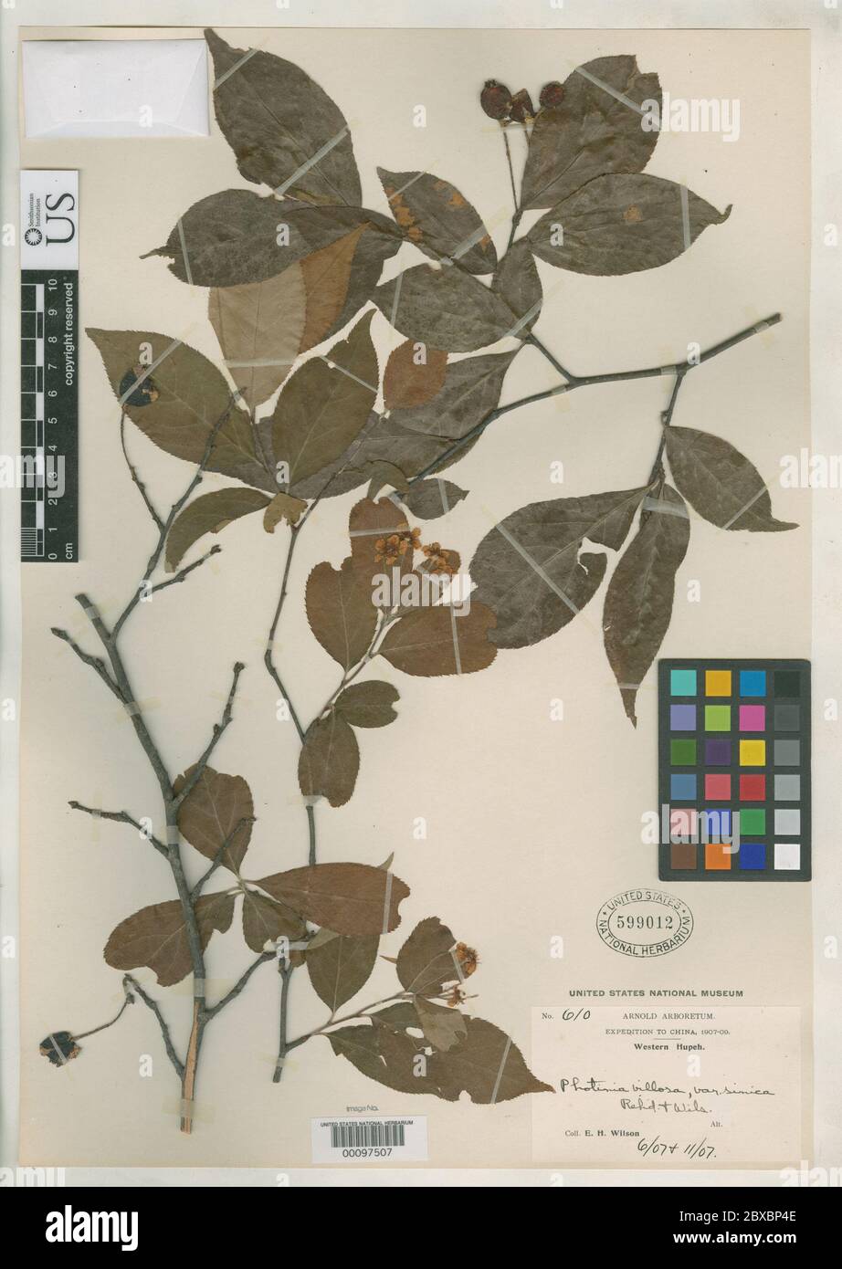 Photinia villosa var sinica Rehder EH Wilson in Sarg Photinia villosa ...