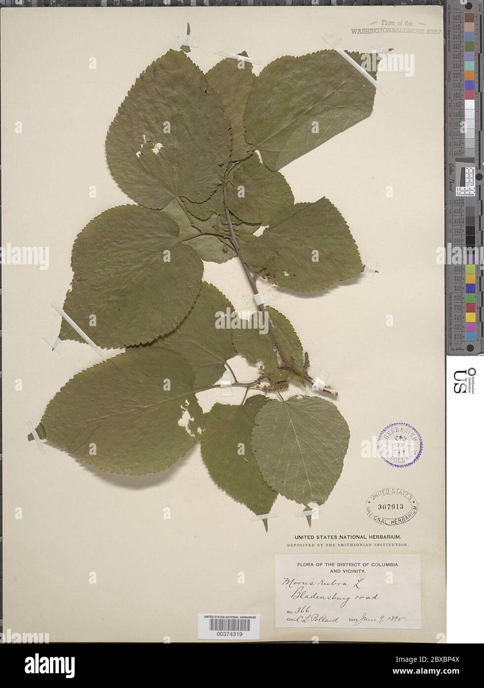 Morus rubra hi-res stock photography and images - Alamy