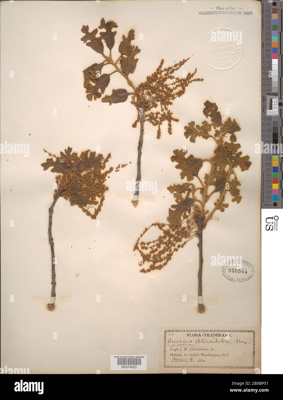 Quercus sp Quercus sp Stock Photo - Alamy