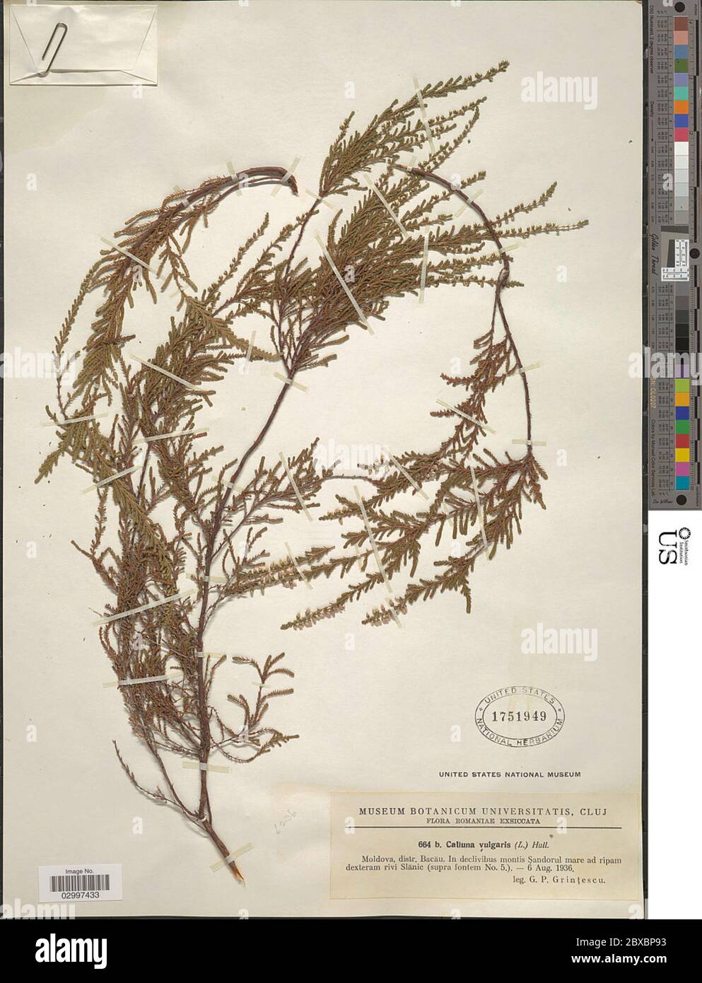 Calluna vulgaris Calluna vulgaris Stock Photo - Alamy