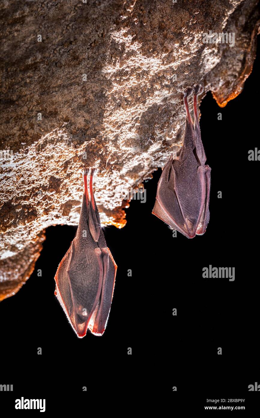 Two bats roosting hi-res stock photography and images - Alamy