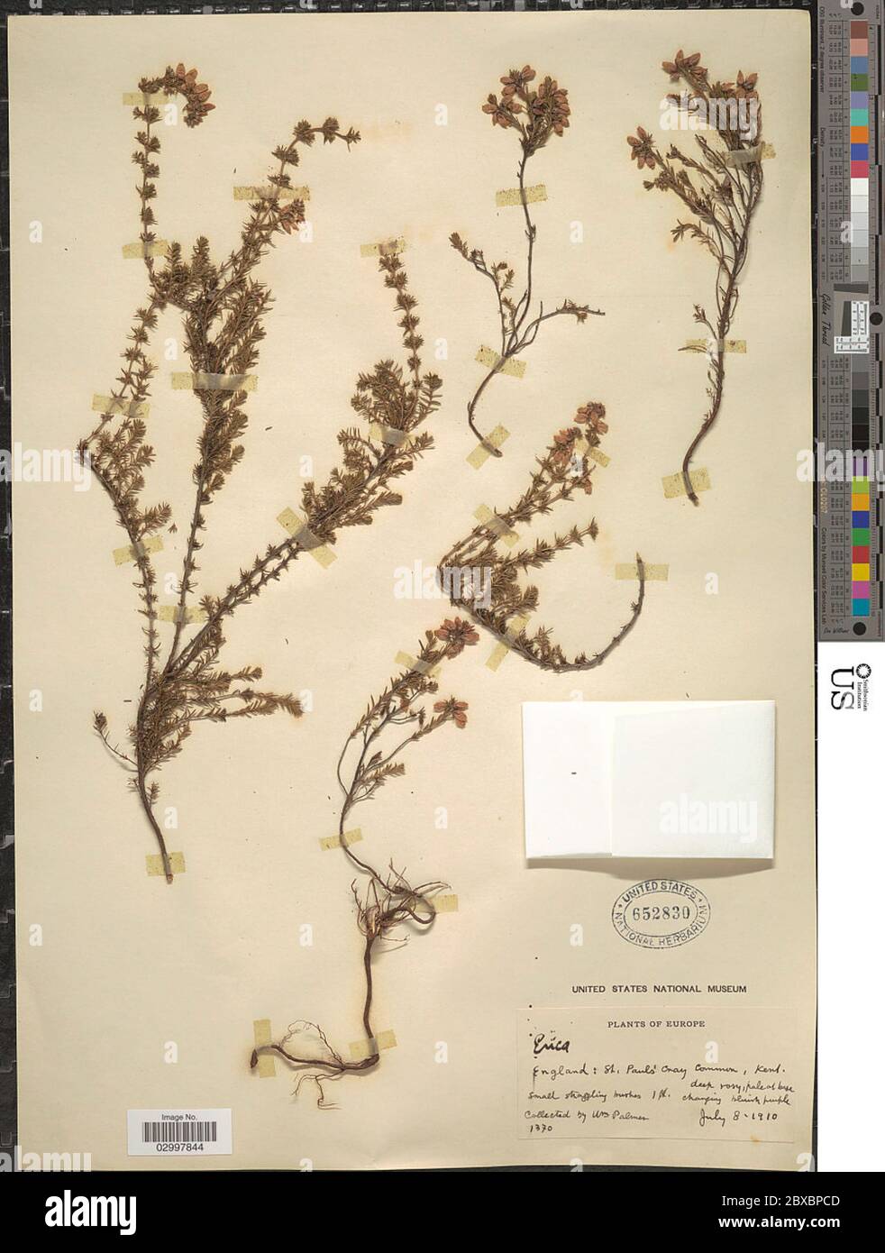 Erica sp Erica sp Stock Photo - Alamy