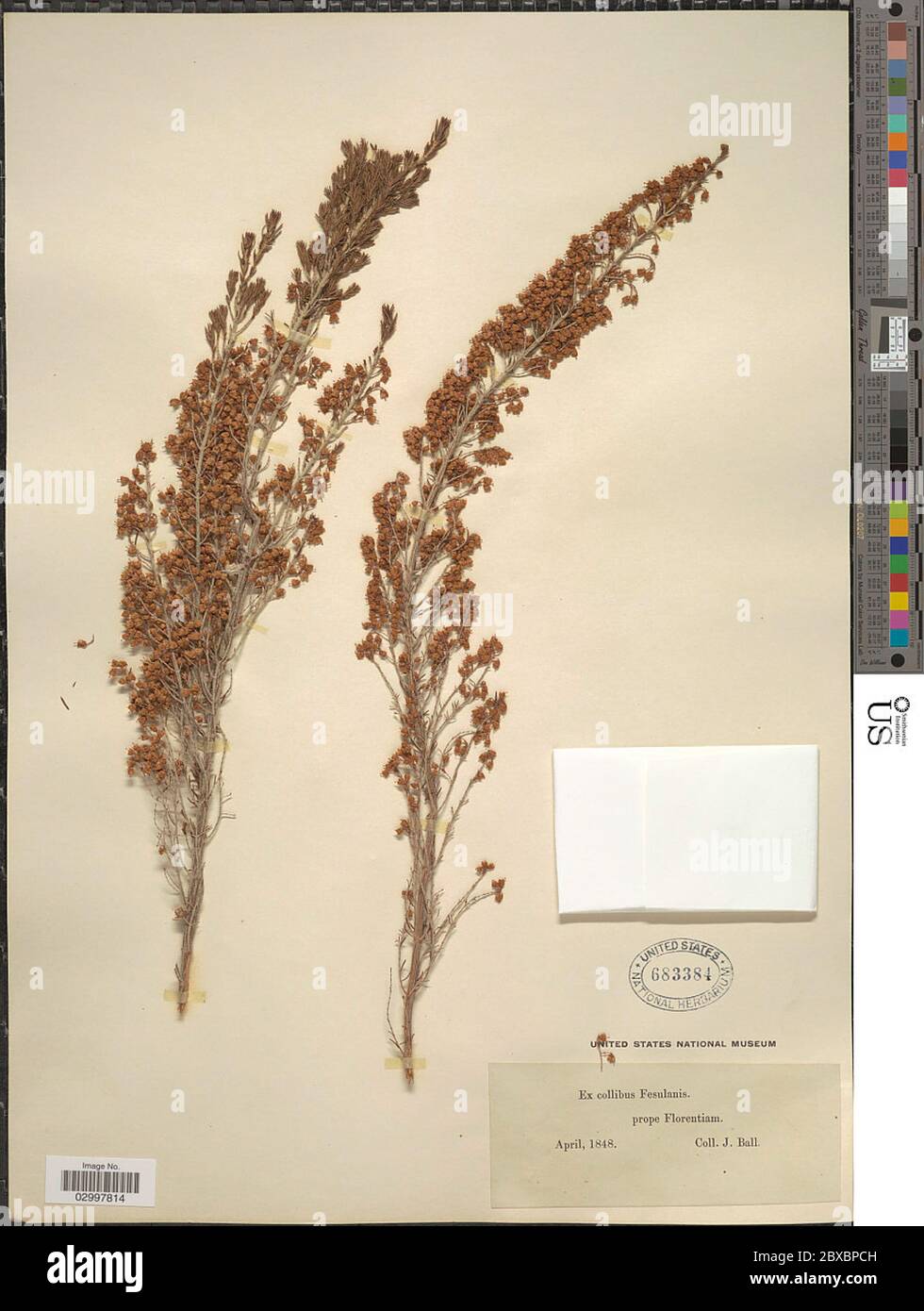 Erica sp Erica sp Stock Photo - Alamy