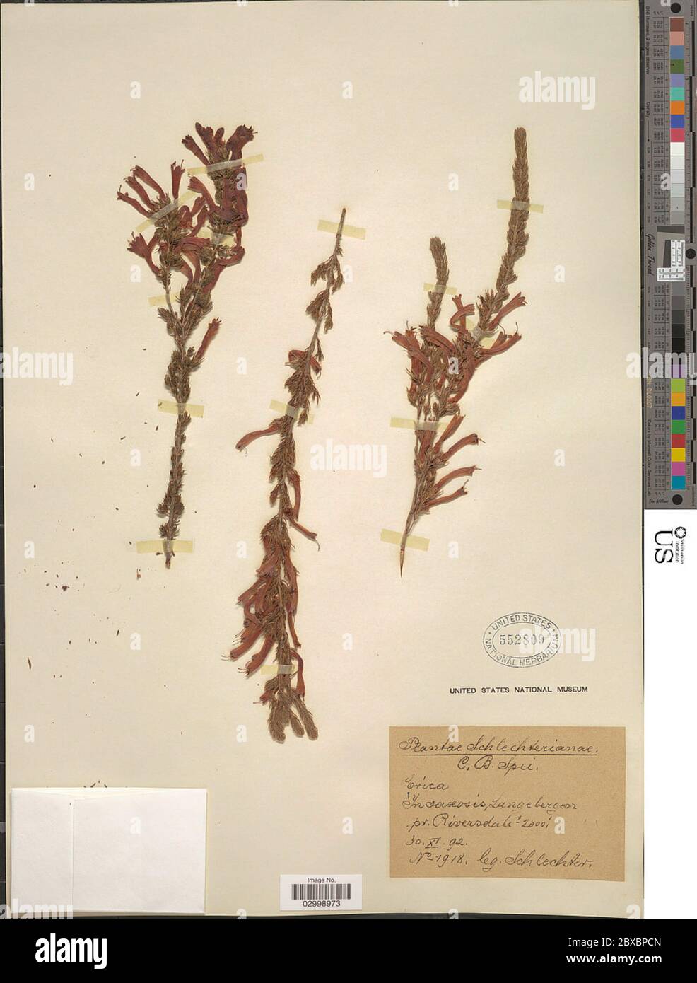 Erica sp Erica sp Stock Photo - Alamy