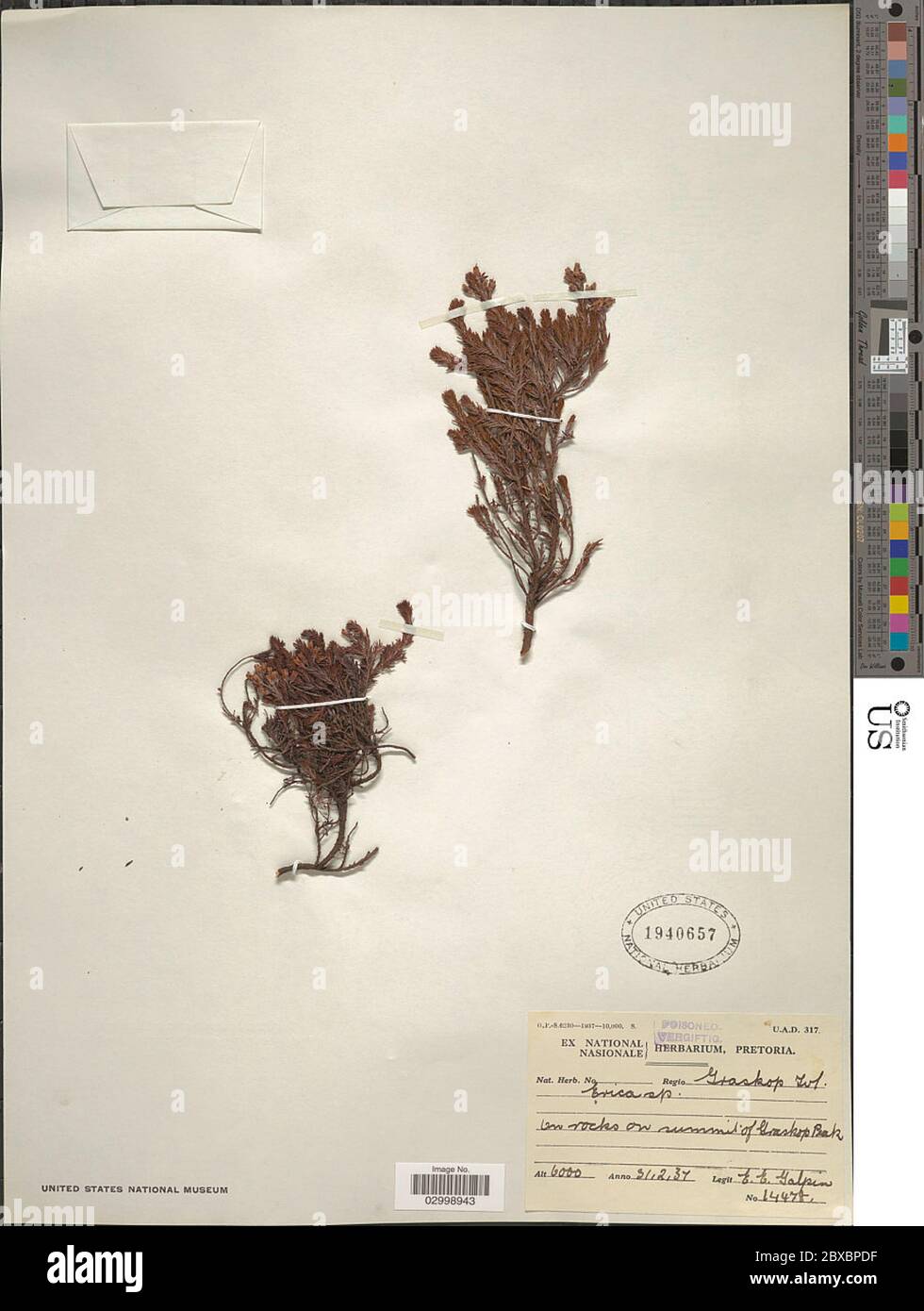 Erica sp Erica sp Stock Photo - Alamy