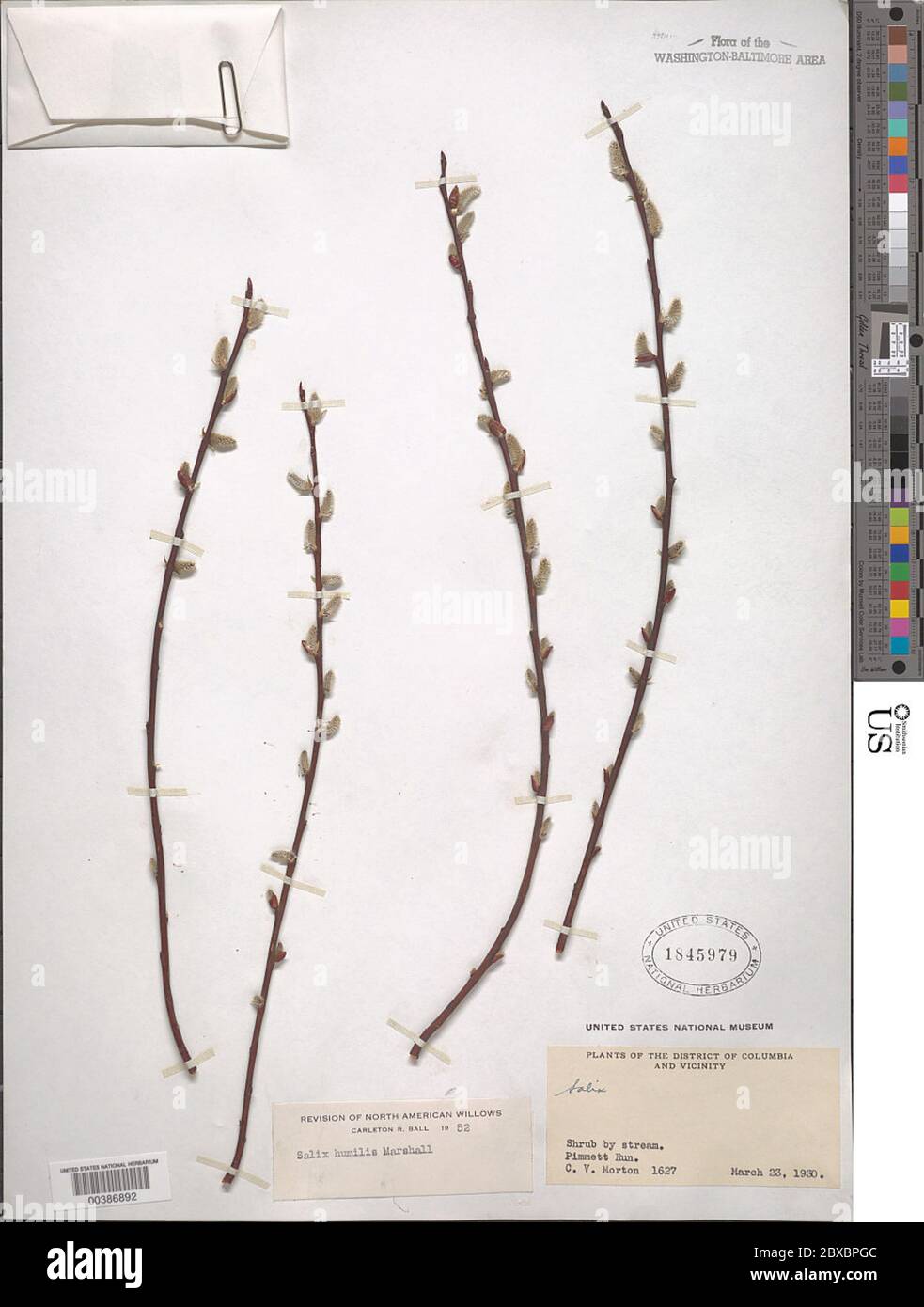 Salix humilis hi-res stock photography and images - Alamy