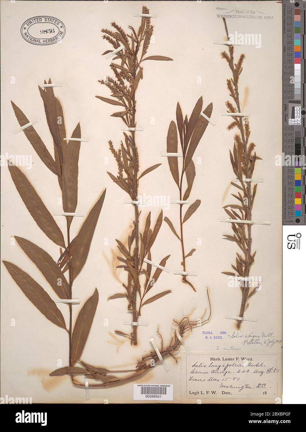 Salix exigua Nutt Salix exigua Nutt Stock Photo - Alamy