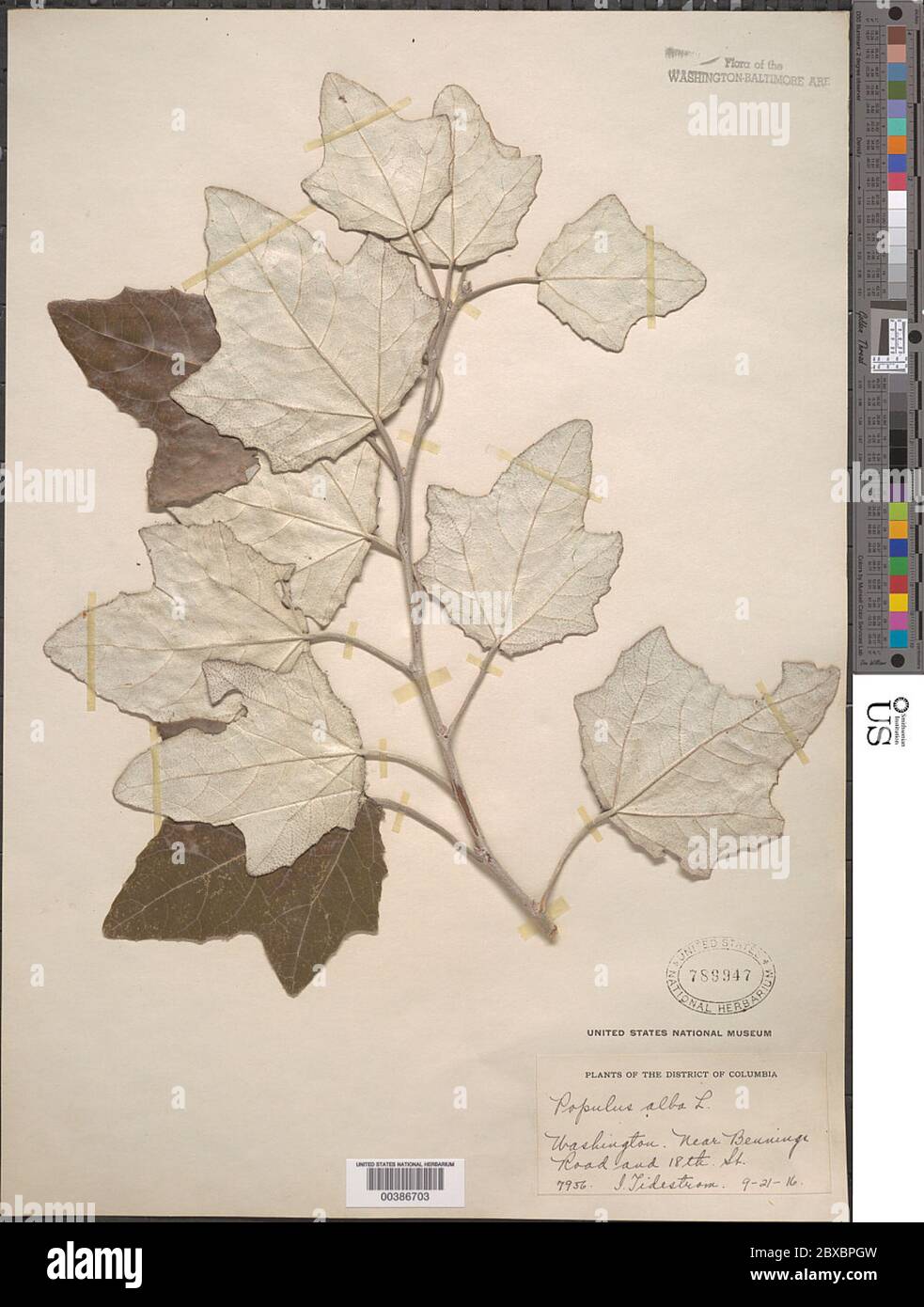 Populus alba L Populus alba L Stock Photo - Alamy