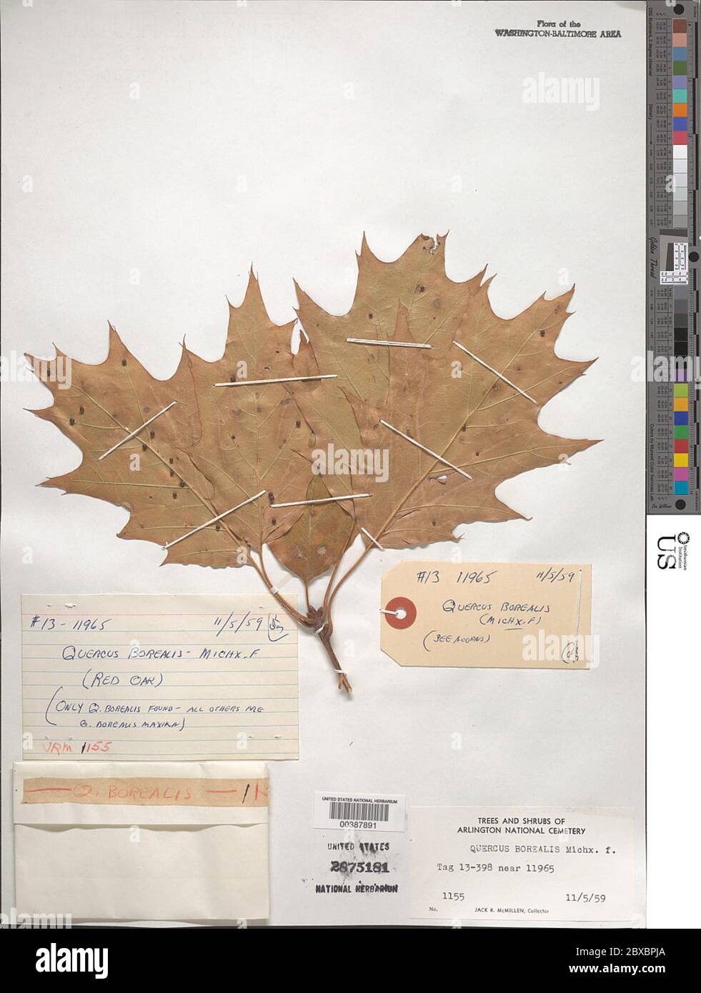 Quercus rubra L Quercus rubra L Stock Photo - Alamy