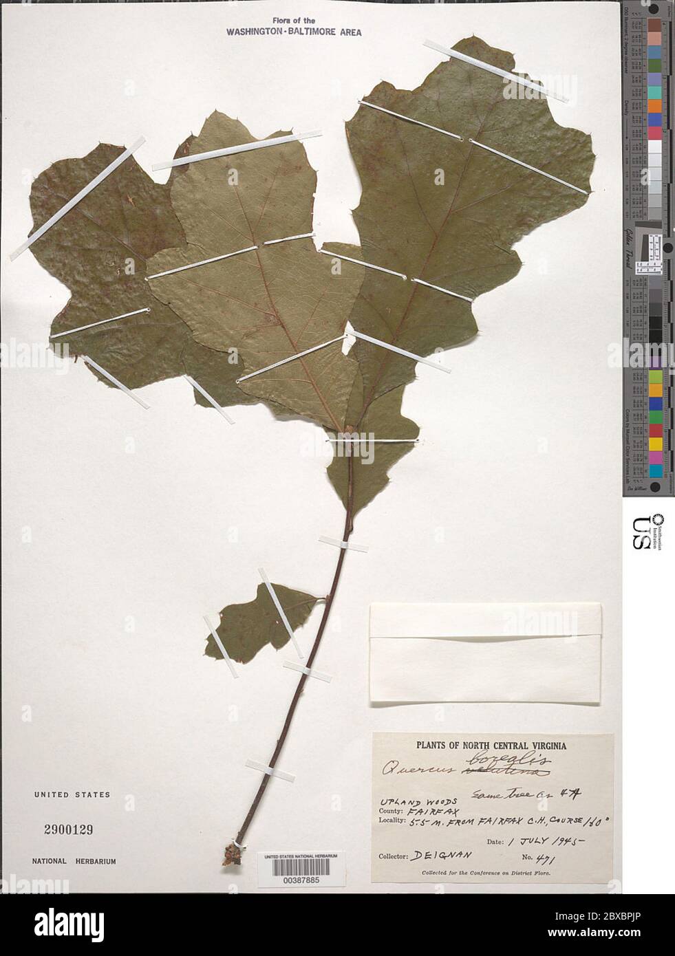 Quercus rubra L Quercus rubra L Stock Photo - Alamy