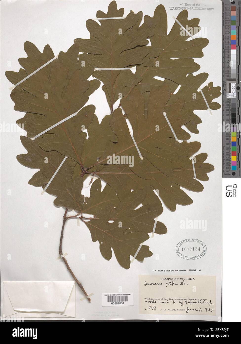 Quercus alba L Quercus alba L Stock Photo - Alamy