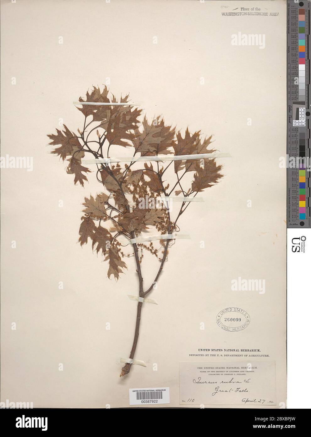 Quercus rubra L Quercus rubra L Stock Photo - Alamy