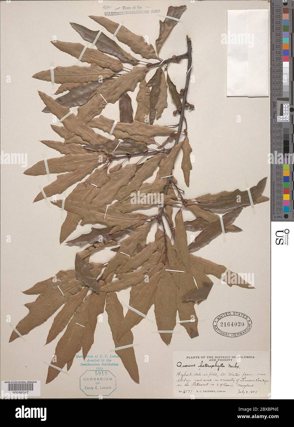 Quercus x heterophylla Michx Quercus x heterophylla Michx Stock Photo ...