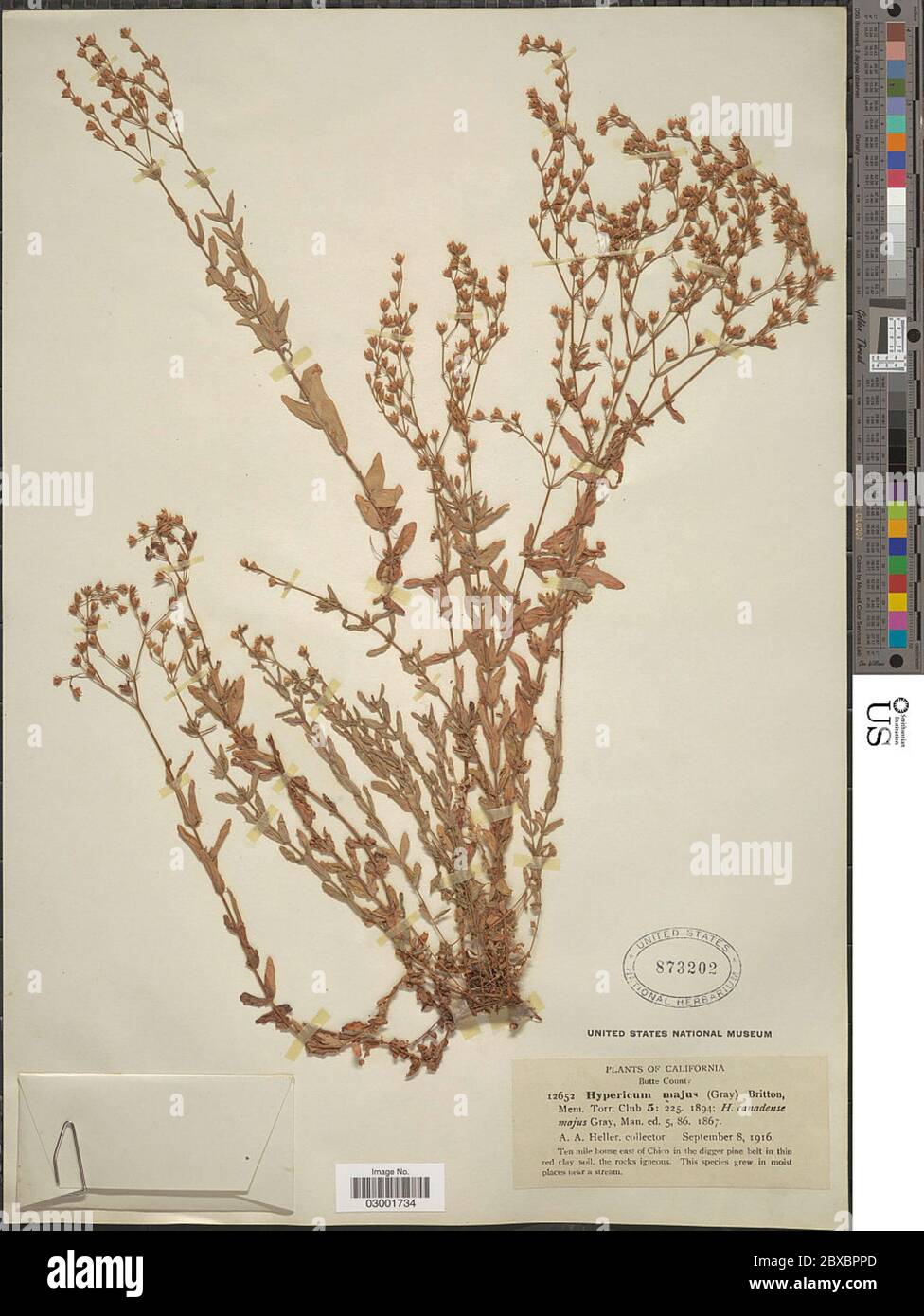 Hypericum majus A Gray Britton Hypericum majus A Gray Britton Stock ...