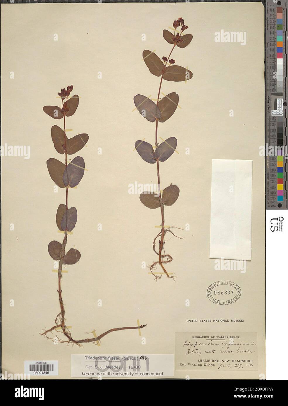 Hypericum fraseri Steud Hypericum fraseri Steud Stock Photo - Alamy