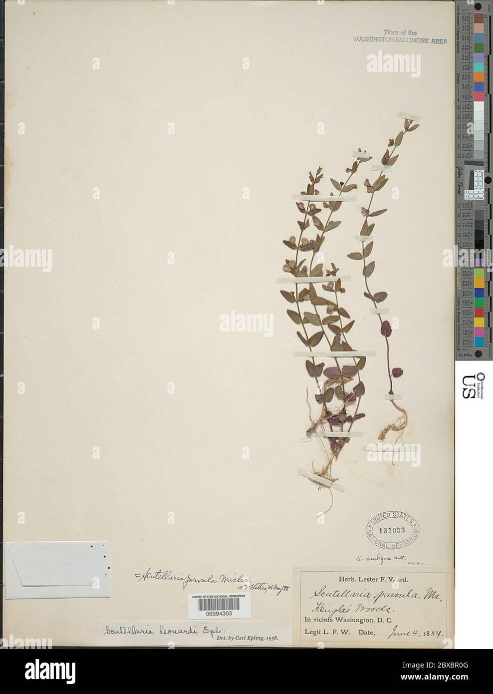 Scutellaria parvula hi-res stock photography and images - Alamy