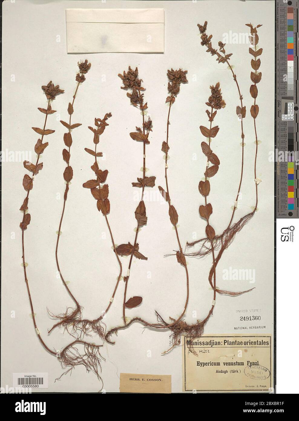 Hypericum venustum Fenzl Hypericum venustum Fenzl Stock Photo - Alamy
