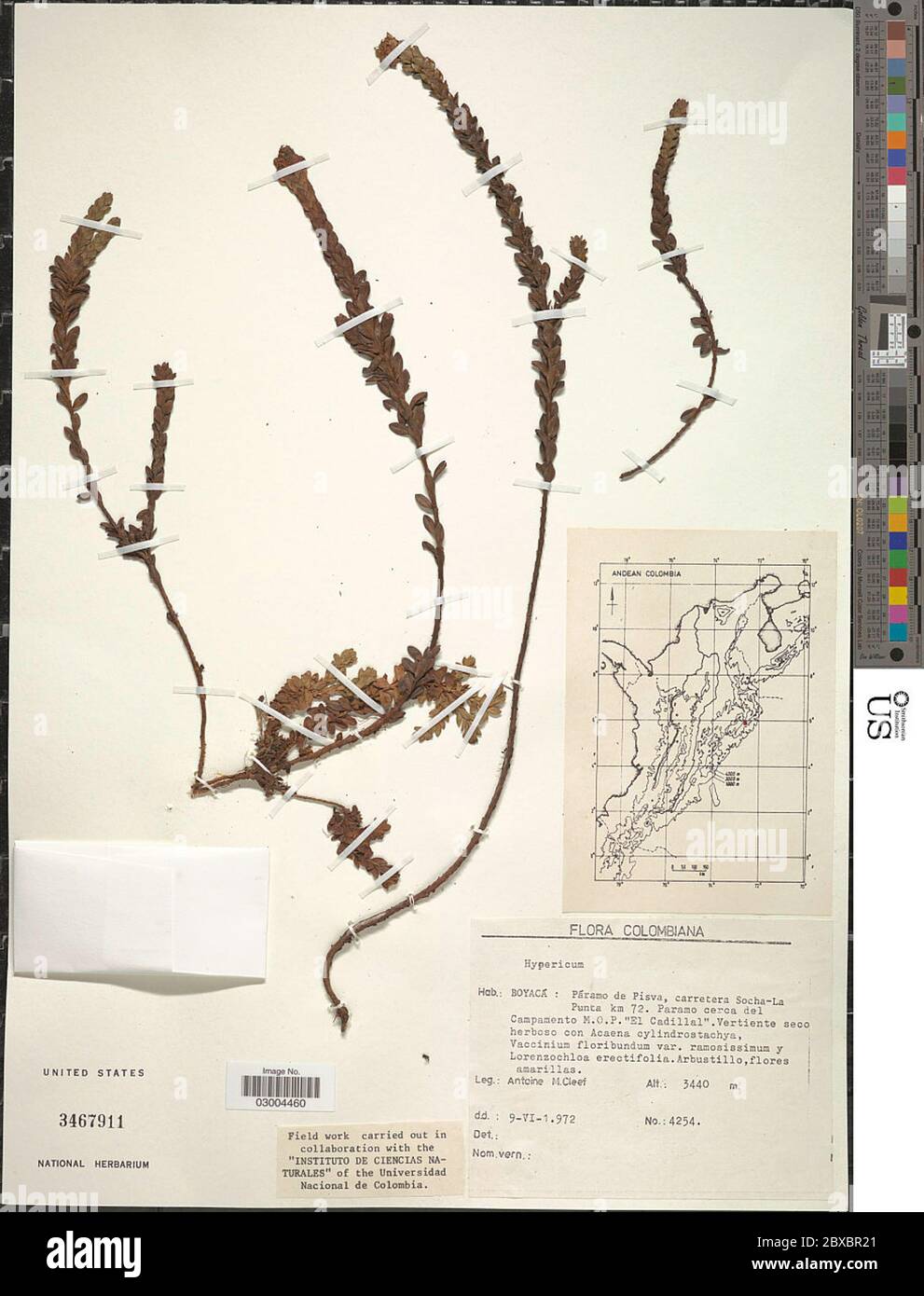 Hypericum sp Hypericum sp Stock Photo - Alamy