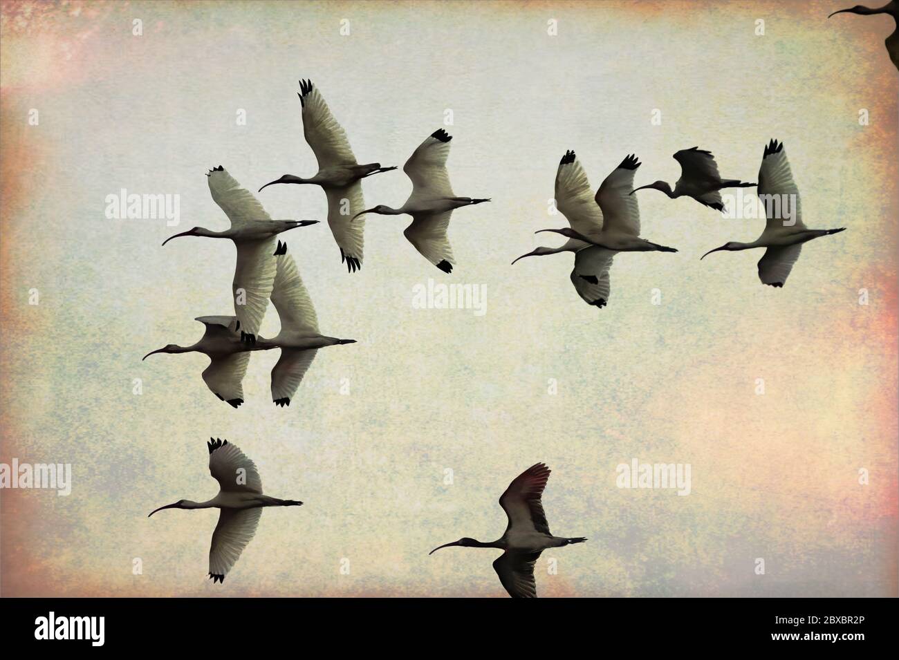 A Flock of Birds Are Flying Together in Formation Stock Photo - Alamy