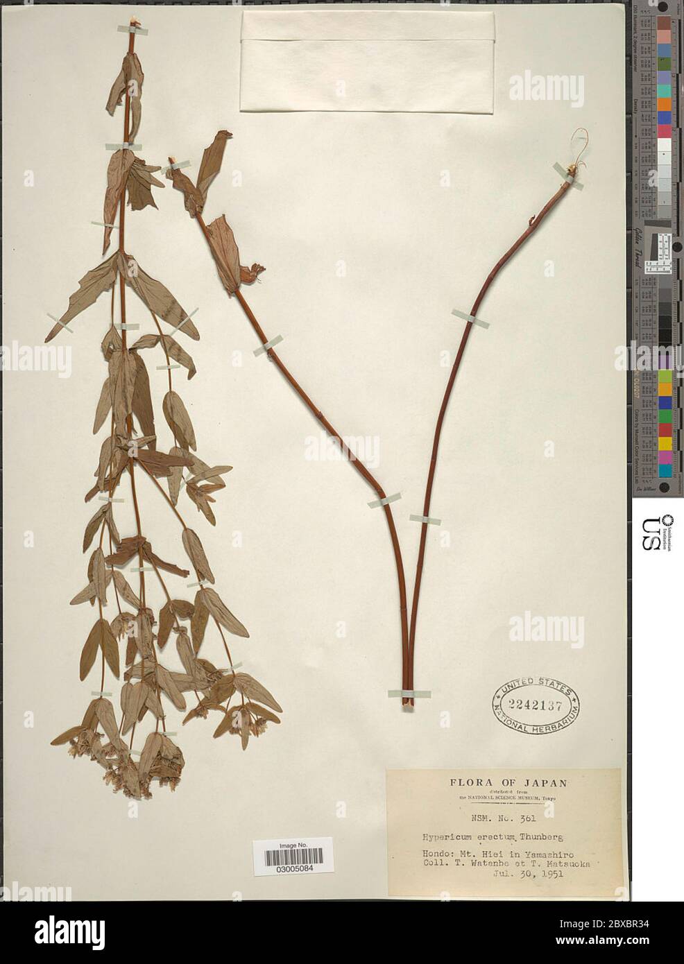 Hypericum erectum Thunb Hypericum erectum Thunb Stock Photo - Alamy