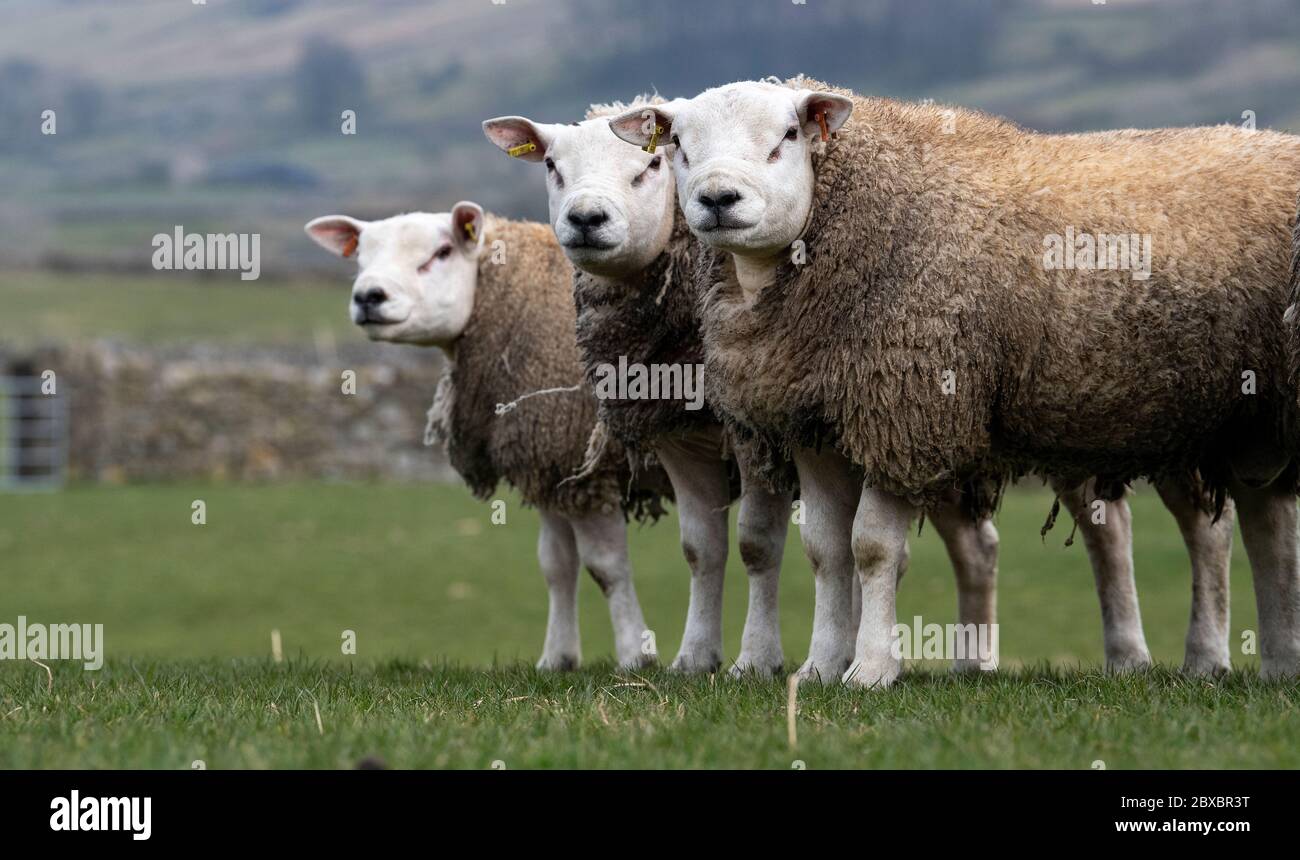 Texel Rams High Resolution Stock Photography and Images - Alamy