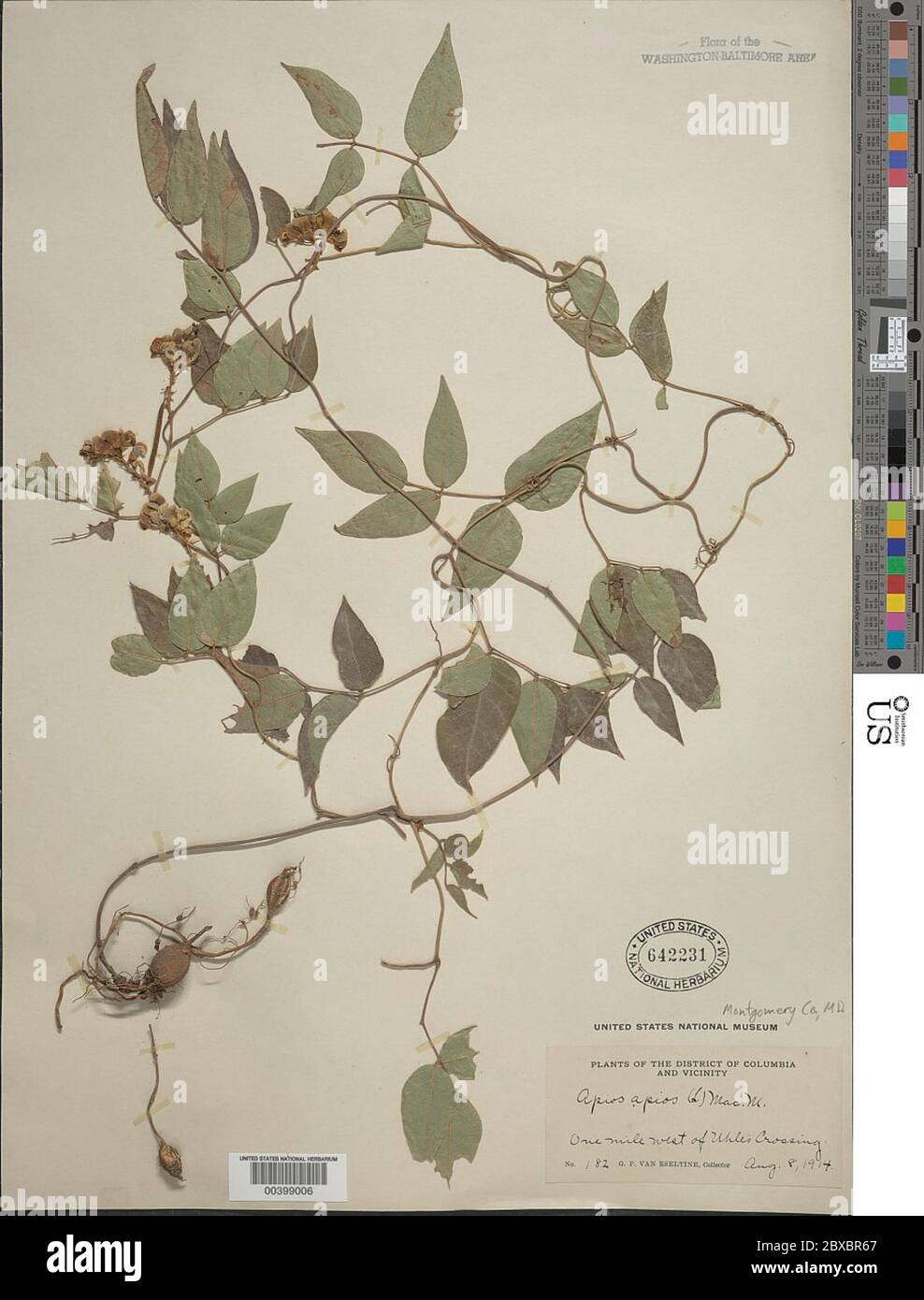 Apios americana hi-res stock photography and images - Alamy