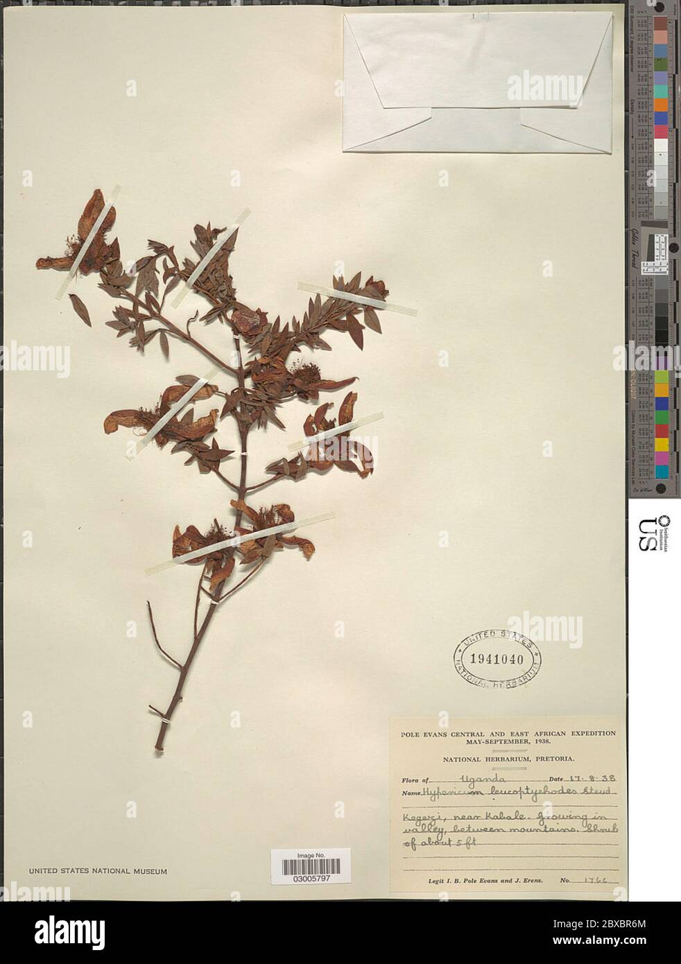 Hypericum leucoptychodes Steud ex A Rich Hypericum leucoptychodes Steud ...