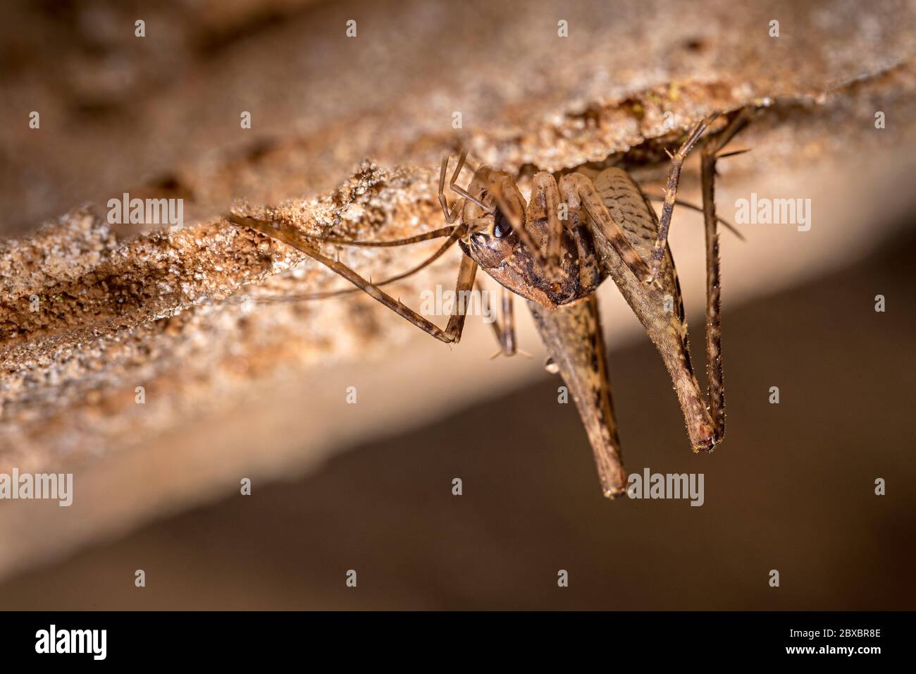Cave cricket hi-res stock photography and images - Alamy