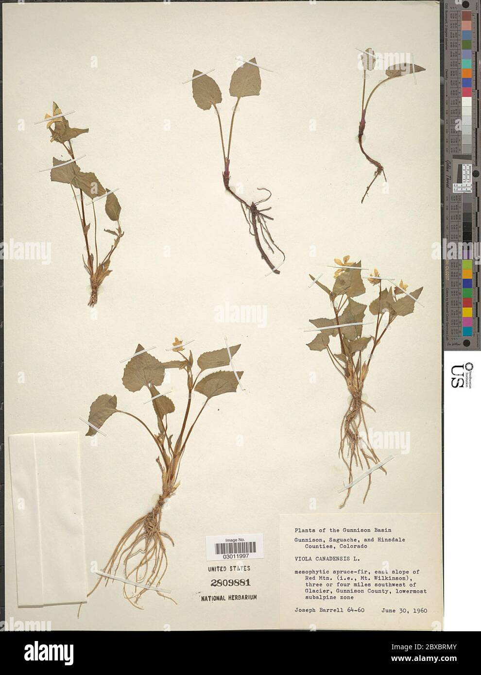 Viola canadensis L Viola canadensis L Stock Photo - Alamy