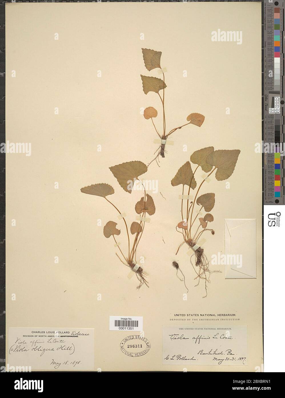 Viola affinis Leconte Viola affinis Leconte Stock Photo - Alamy