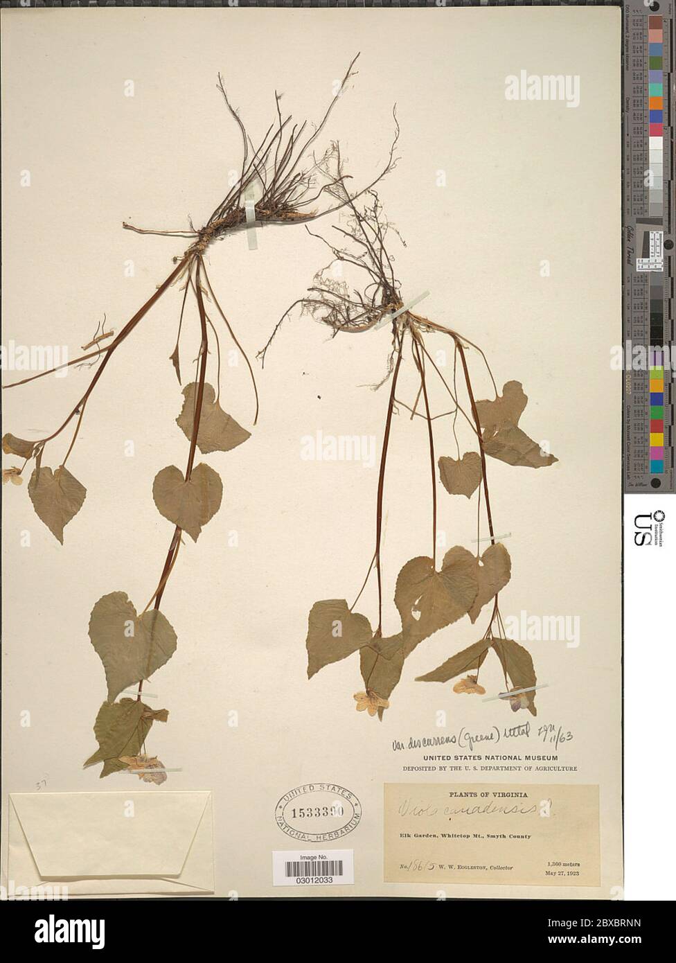 Viola canadensis L Viola canadensis L Stock Photo - Alamy