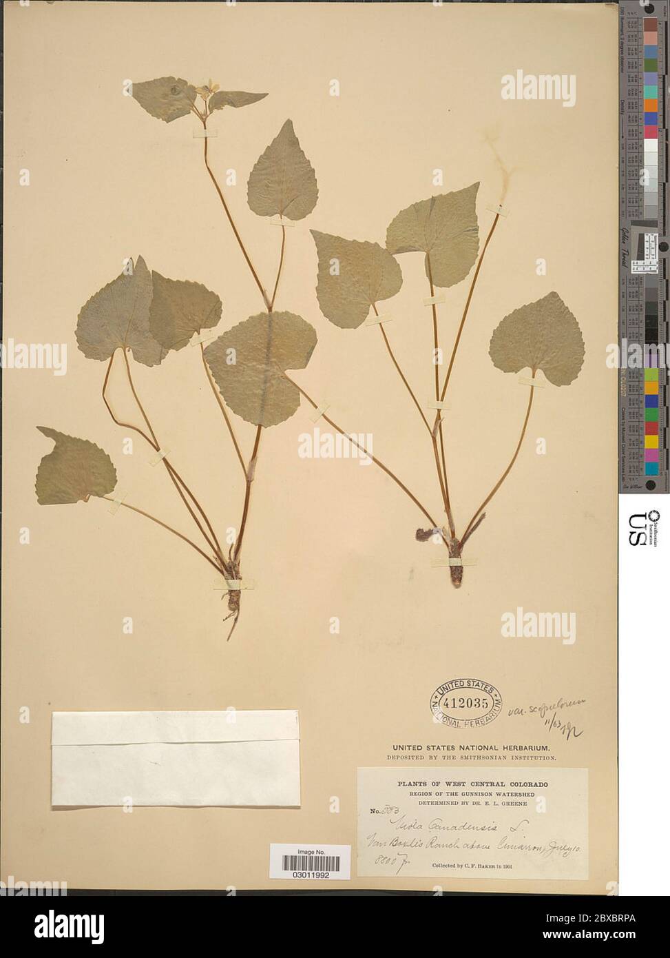 Viola canadensis L Viola canadensis L Stock Photo - Alamy