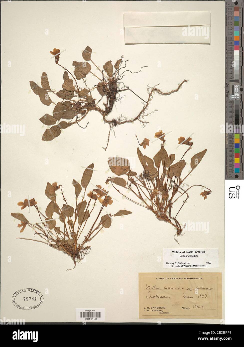 Viola adunca Sm Viola adunca Sm Stock Photo - Alamy