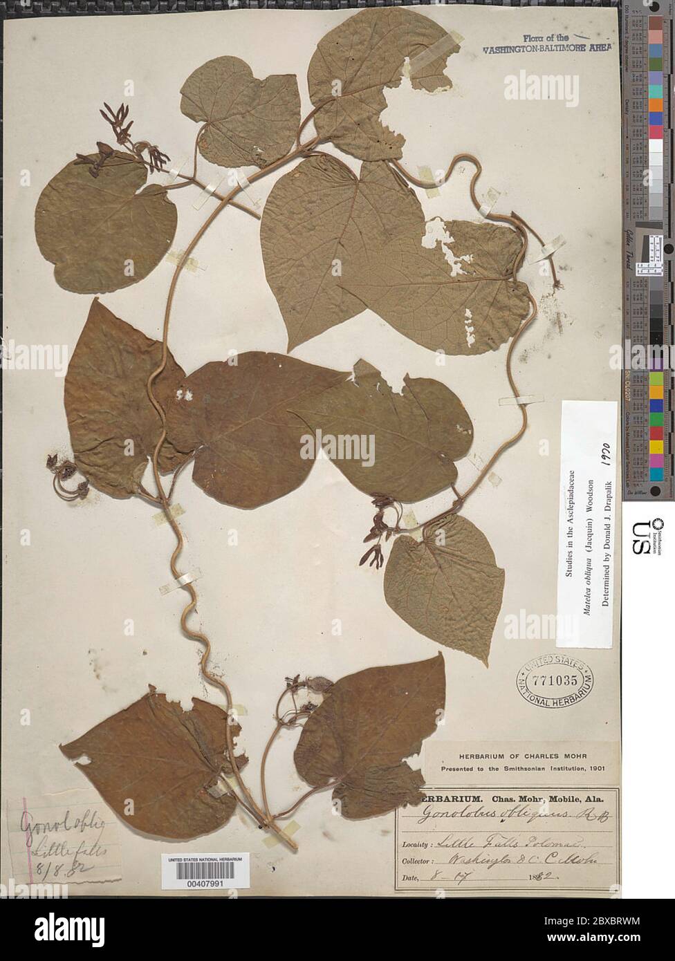 Matelea hi-res stock photography and images - Alamy